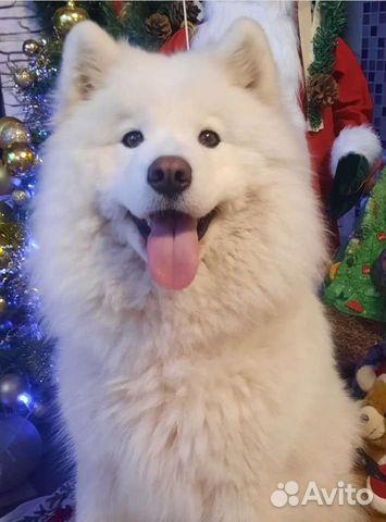 Белые мишки самоеды