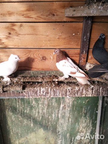 Продажа узбекских голубь