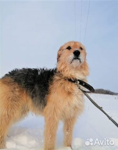 Настоящий друг, помощник и защитник Кузя