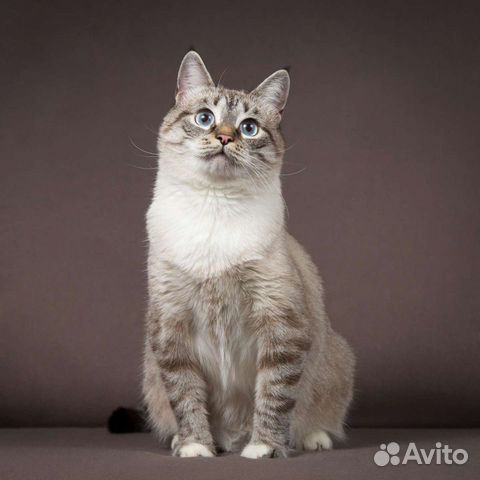 Красавица и умница Анфиса)