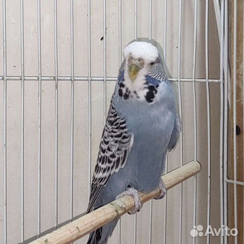 Попугай Волнистый ввп