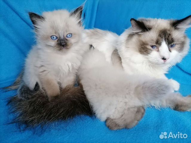 Рэгдолл девочка