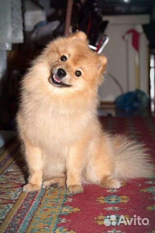 Ищем подругу. Вязка