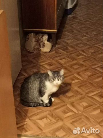 Кот ищет друга