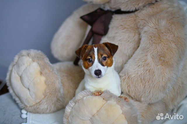 Гладкошерстный мальчик Джек Рассел Шон