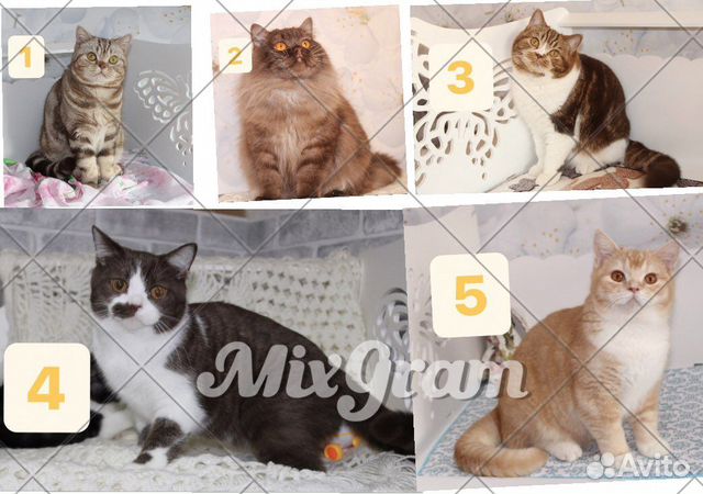 Британские котята