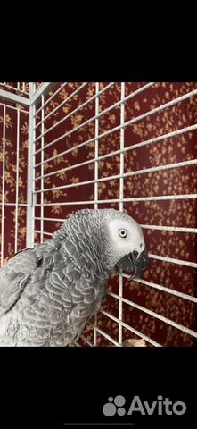 Домашняя птица