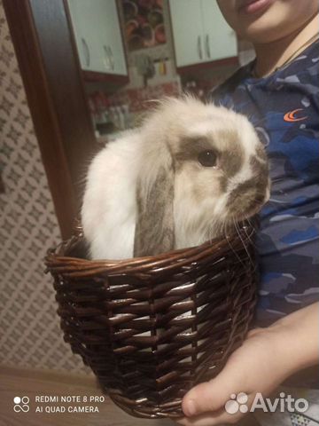 Кролик карликовый (баран)