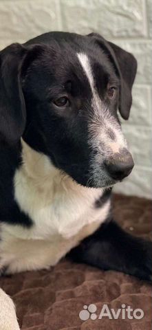 Щенки дратхаара 3 мес