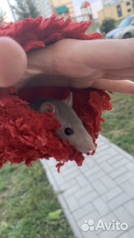 Крысы сиам и дамбо