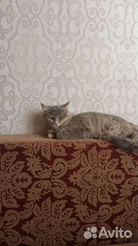 Кошка в дар 4 месяца