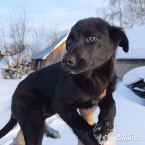 Собаки бесплатно в добрые руки щенки