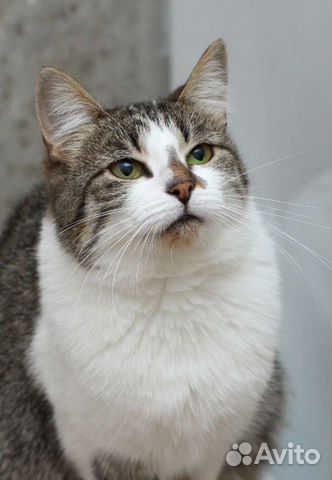 Кошка Дусенька 2 года