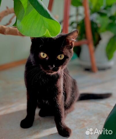 Кошка Наоми в добрые руки