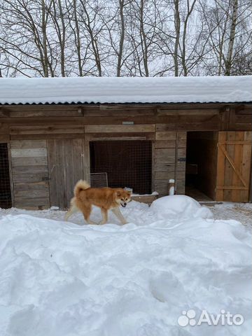 Собака