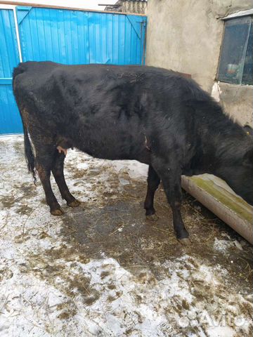 Первотелка