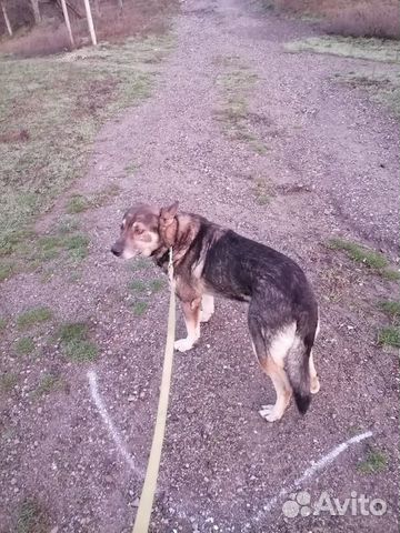 Поместье с овчаркой