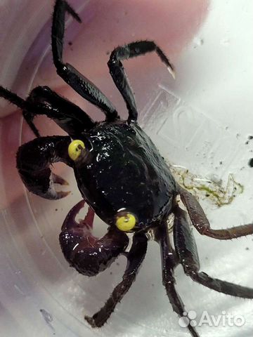 Geosesarma dennerle “full black “