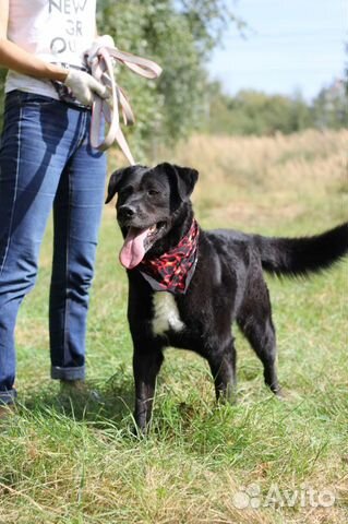Обижают в приюте другие собаки. Нужен дом