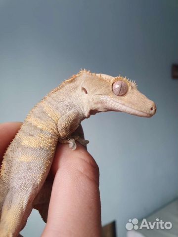 Бананоед реснитчатый (самец)