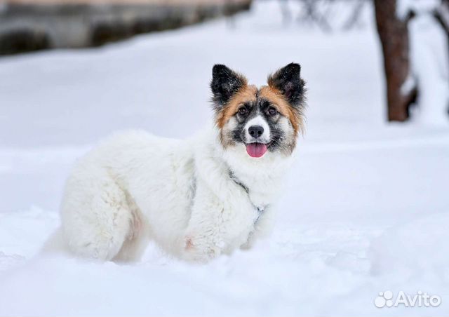 Собака Джуля в добрые руки