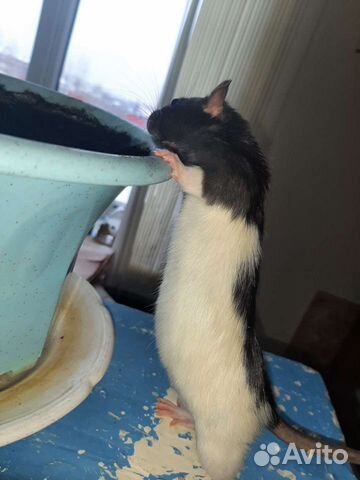 Декоративная крыса