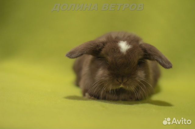 Обаятельные карликовые крольчата минилопы