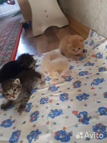 Котята в добрые руки