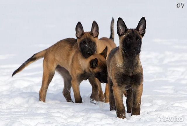 Щенки бельгийской овчарки, малинуа и грюнендаль