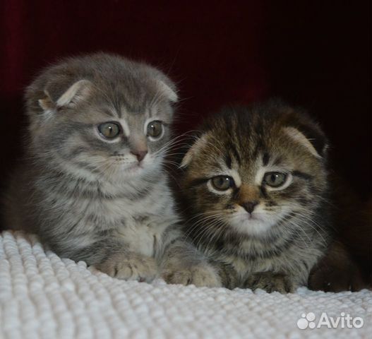 Девочки цветные