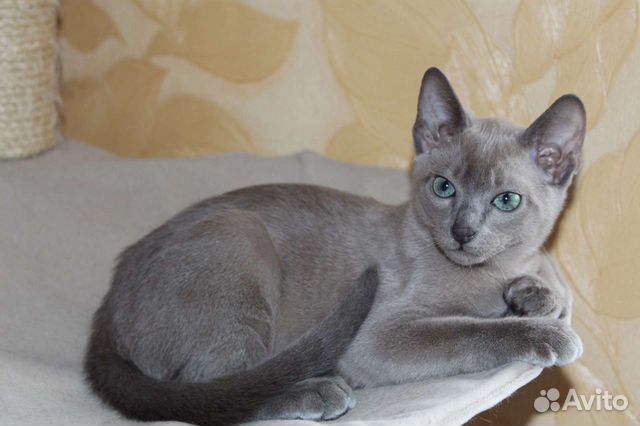 Тонкинский котёнок Ustin