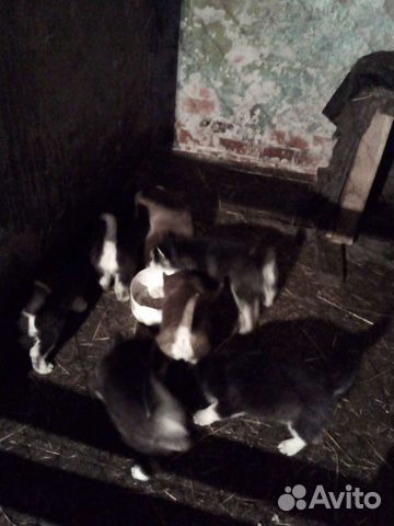 Щенки Хаски