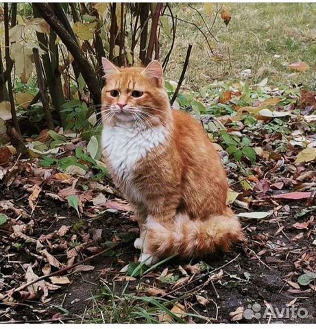 Рыжий пушистый кот Лексус ищет дом