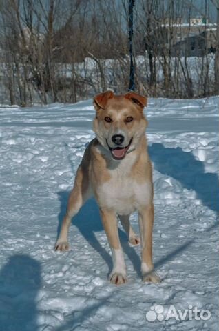 Пёс Абрикос - собака в добрые руки