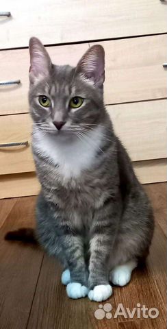 Отдам кота в добрые руки