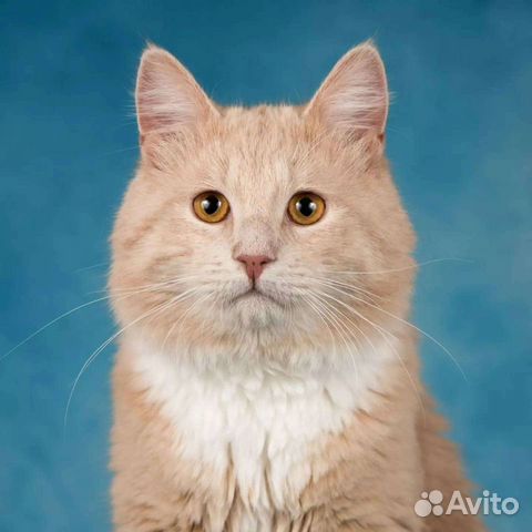 Кот Персик (11 месяцев) в добрые руки