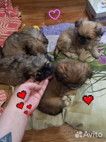 Щенки пекинеса