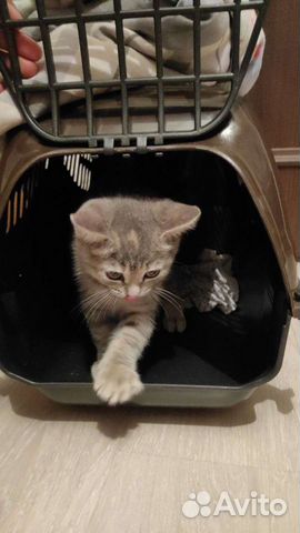 Шатланская вислоухая