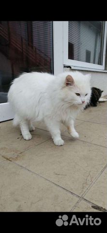 Белый котик ищет дом