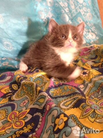 Сибирская дымка