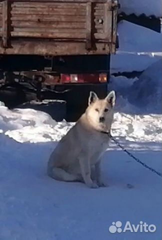 Собаке очень нужен дом