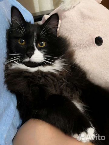 Котик Тиша ищет мам и пап