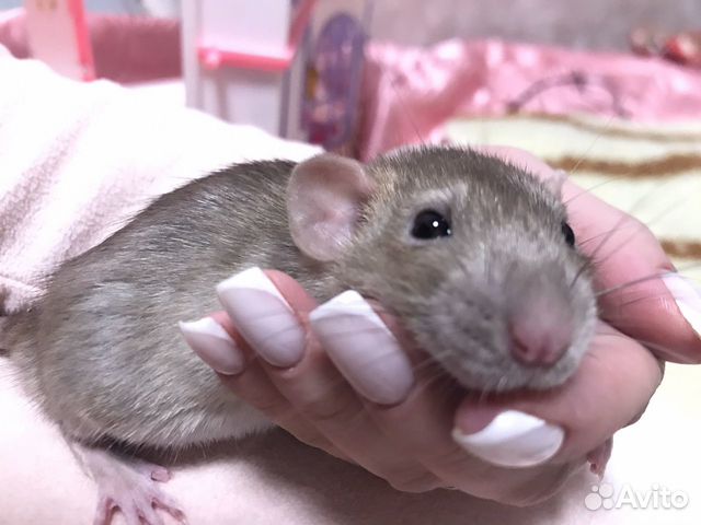 Крысенок дамбо мальчик