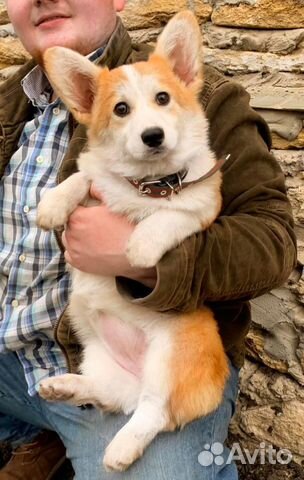 Вельш-корги пемброк