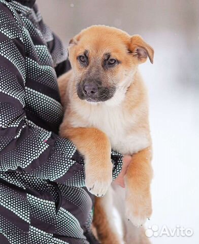 Честеру нужен дом