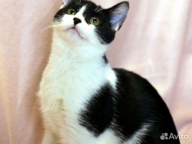 Кошечка 6 месяцев в самые добрые руки