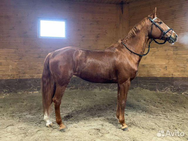Кобыла 10 лет, 170вх