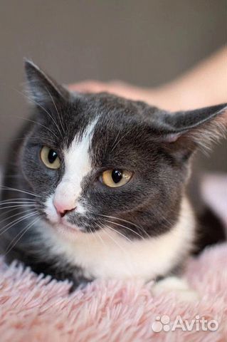 Котята Дэнни и Ронни ищут хозяев. В хорошие руки