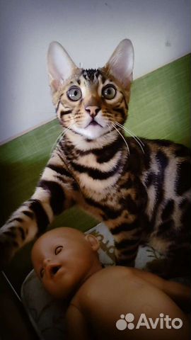 Бенгальские котята