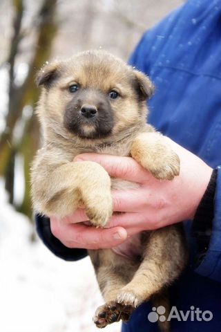 Щенок девочка 5 недель